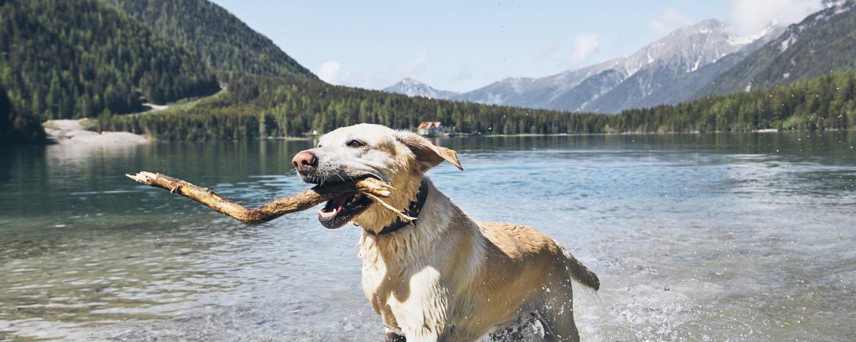 Big Bear Lake Pet Friendly Cabins | Big Bear Cool Cabins